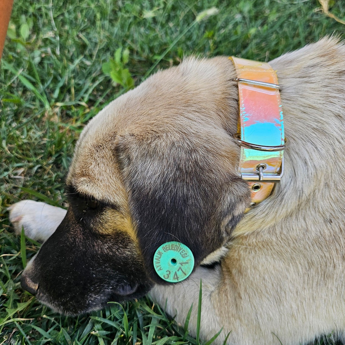 Neon Yellow Pink Dog Collar, Color Changing Large Pet Collars, Pet ...