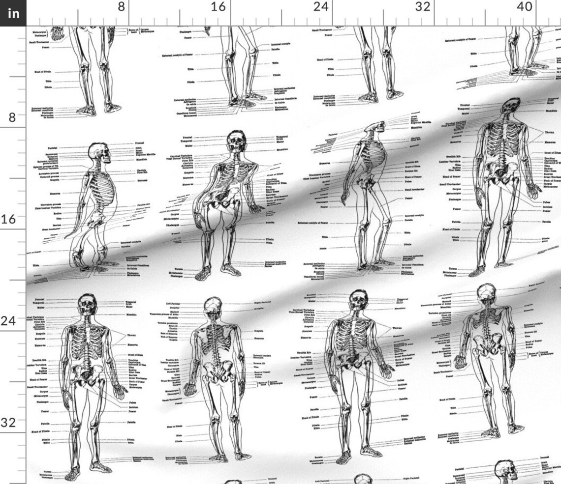 Skeleton Fabric Anatomical Study of A Skeleton by - Etsy