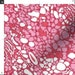 Abstract Pink Cells Fabric Cell Structure by Mag-o Science Abstract ...