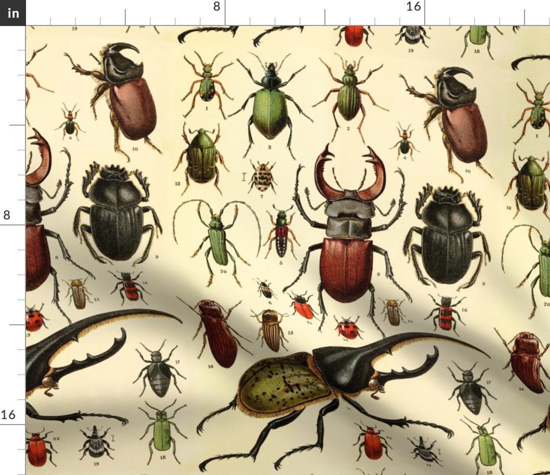 Vintage Beetles Fabric Beetles Insect Taxonomy Print Engraving Bug by ...