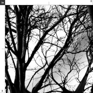 Winter Tree Fabric the Tree Lace Black and White by - Etsy