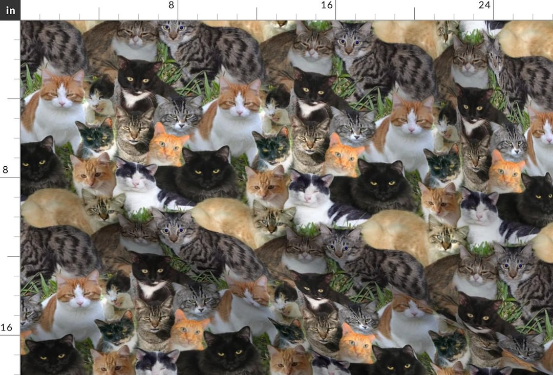Cat Fabric Kitty Kitten Calico Orange Black Photo Cat Montage Pet Cute ...