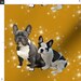 Fancy Frenchies Fabric Black and White Frenchies by Dogdaze - Etsy