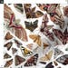 Moth Fabric - Moths of North America by Jadafitch - Moth Wings Bug ...