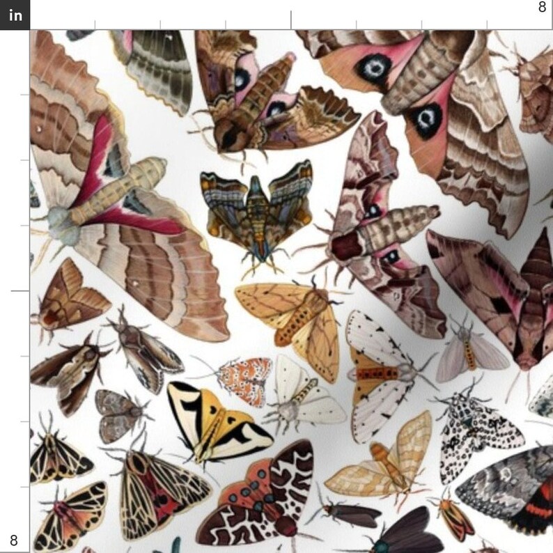 Moth Fabric Moths of North America by Jadafitch Moth Wings - Etsy