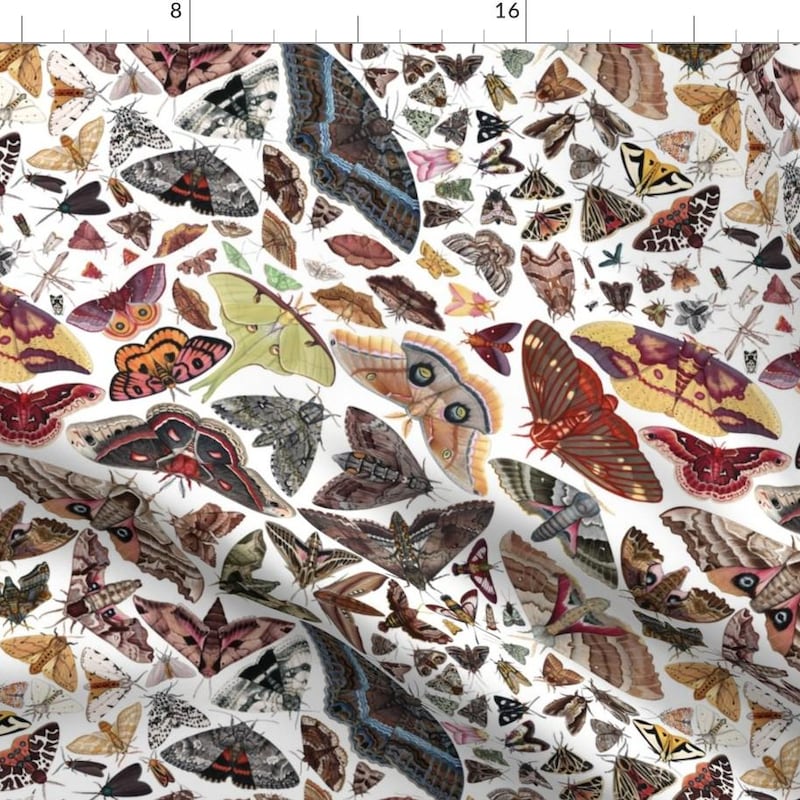 Insect Collection - Etsy