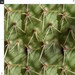 Macro Cactus Fabric - Cactus Close-up by J-andrew - Cactus Green ...