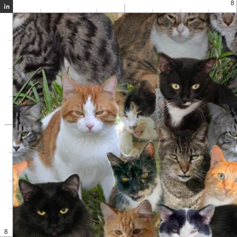 Cat Fabric Kitty Kitten Calico Orange Black Photo Cat - Etsy