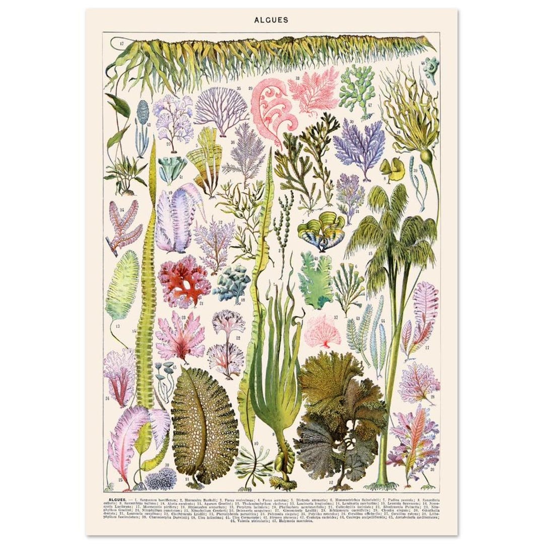 Premium Matte Paper Poster Old Lithograph Algae - Etsy
