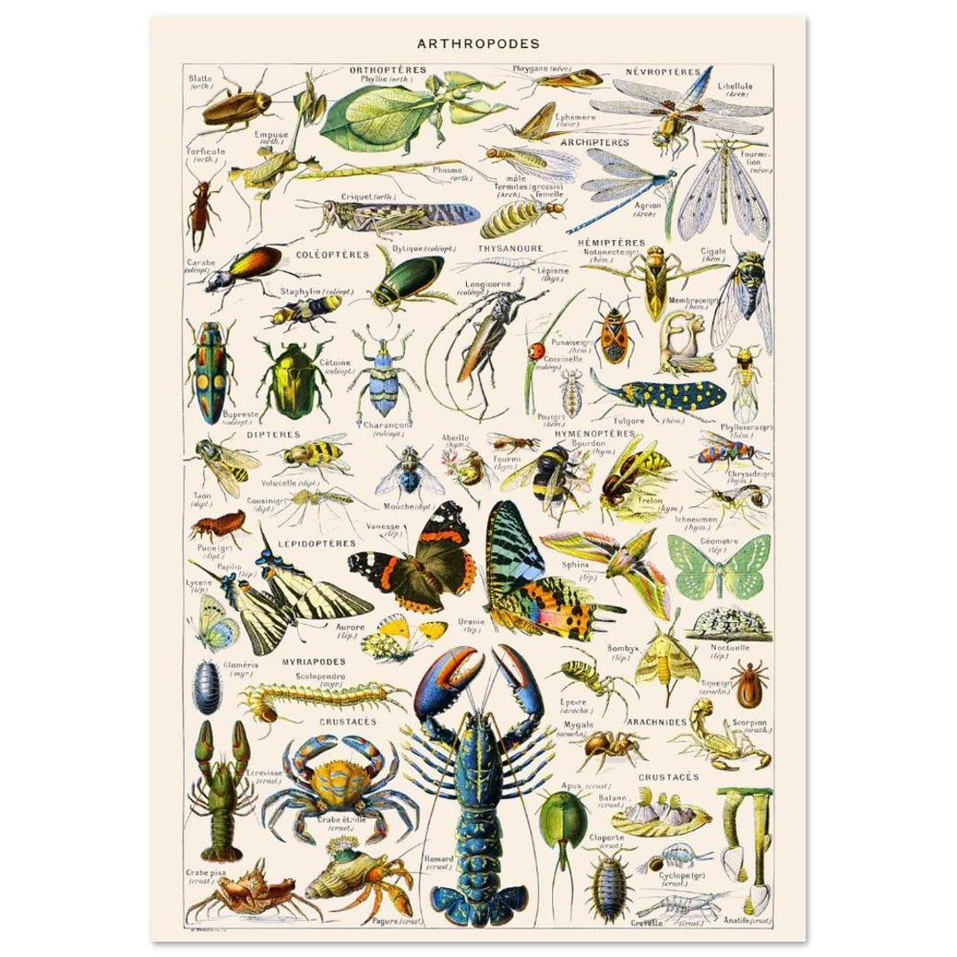 Premium Matte Paper Poster Antique Lithograph Arthropods - Etsy