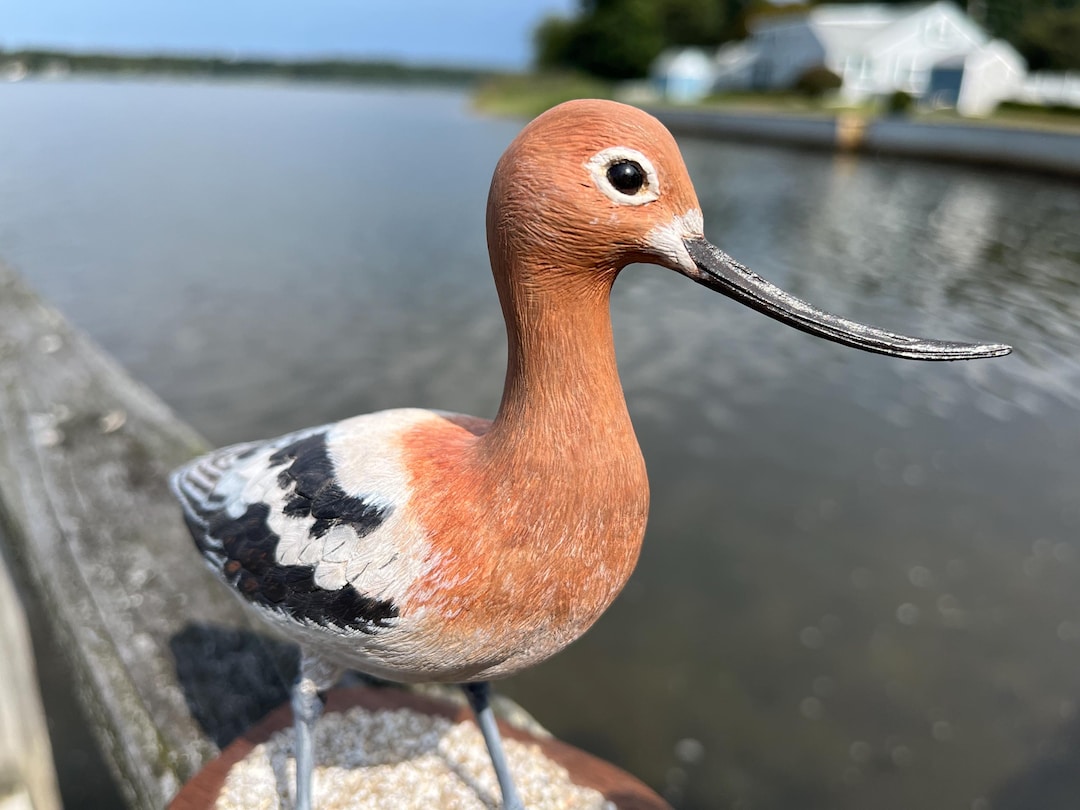 Bird Carving of an American Avocet - Etsy