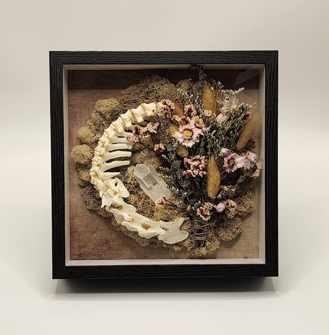 Red Fox Vertebrae Ring Shadow Box With Dried Botanicals and Clear ...