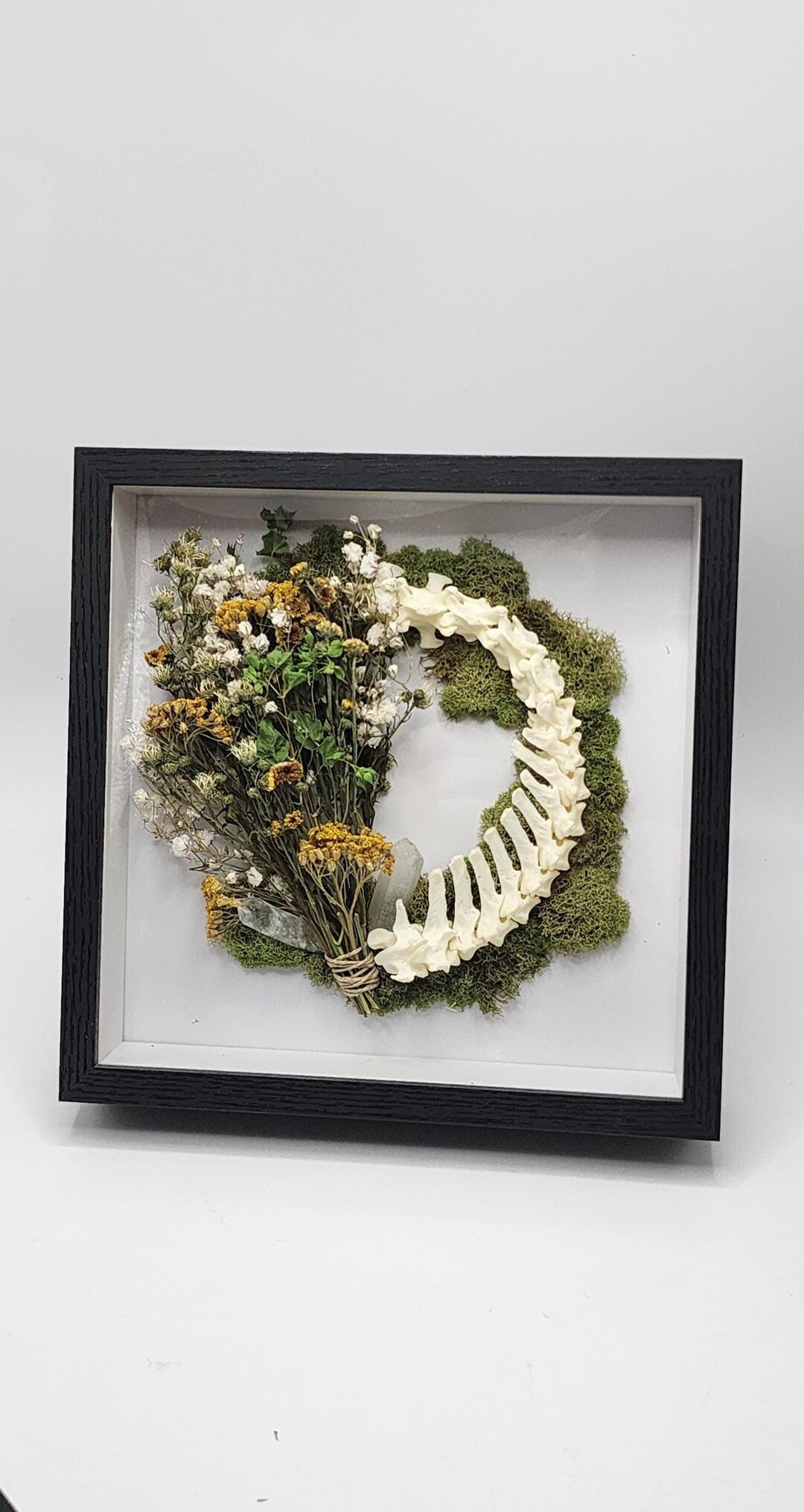 Red Fox Vertebrae Shadow Box – Fox Bone Art – Oddities Decor ...