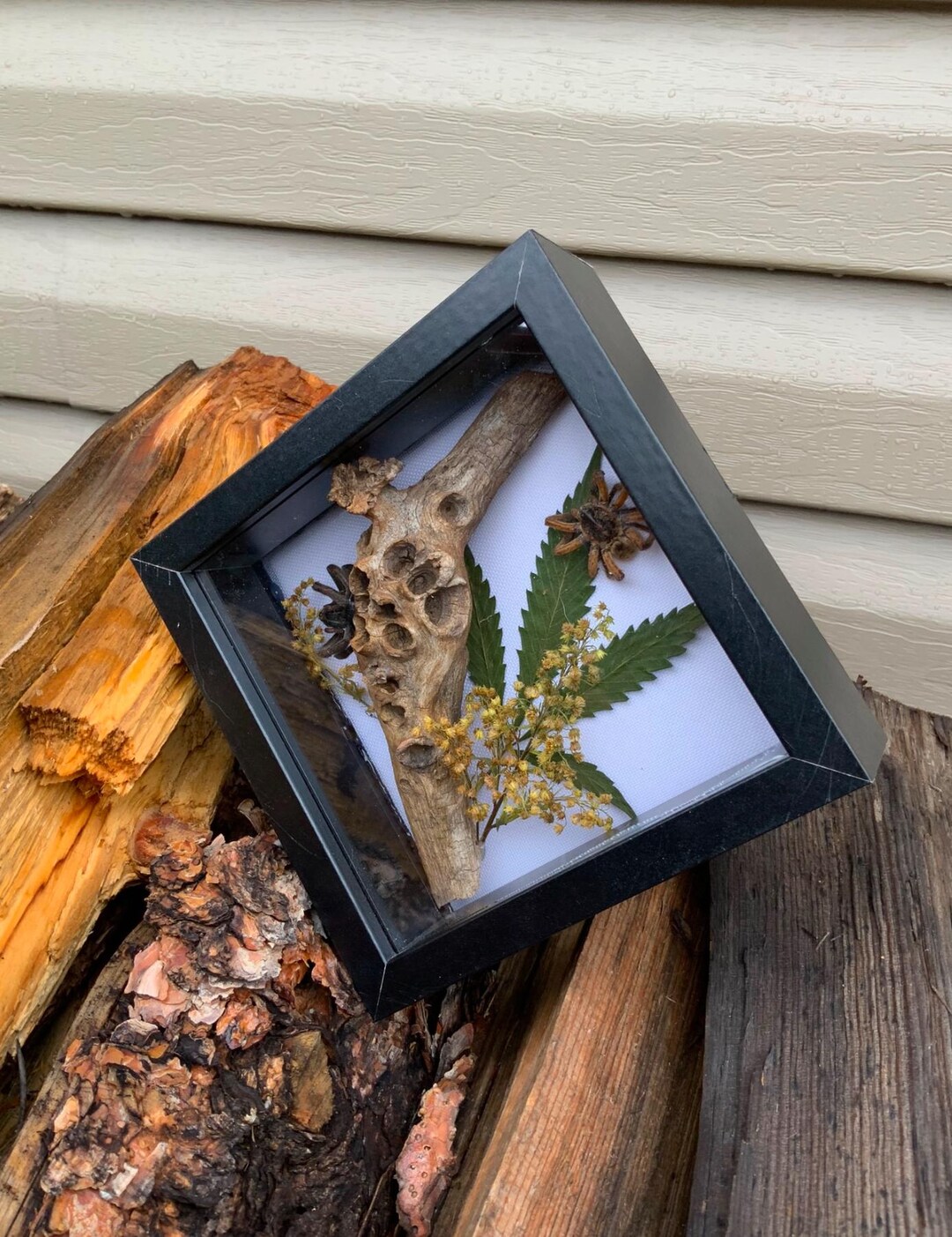 Preserved Tarantula Shadow Box: Colorado Driftwood Display - Etsy