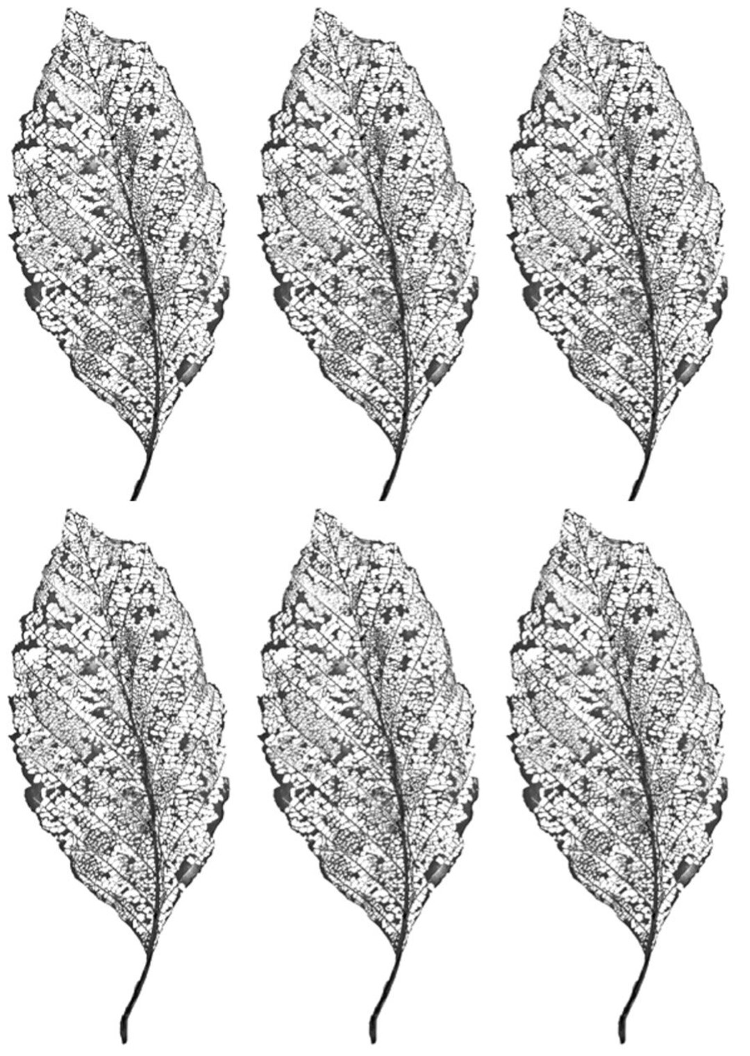 Thermofax Screen - Leaf in Line - Easy Screen Printing on Fabric, Paper ...