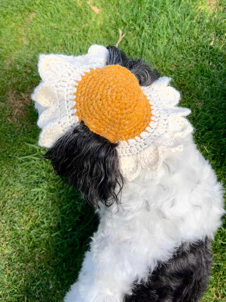 Crochet Daisy Pet Hat Pattern - Pdf Download - Etsy