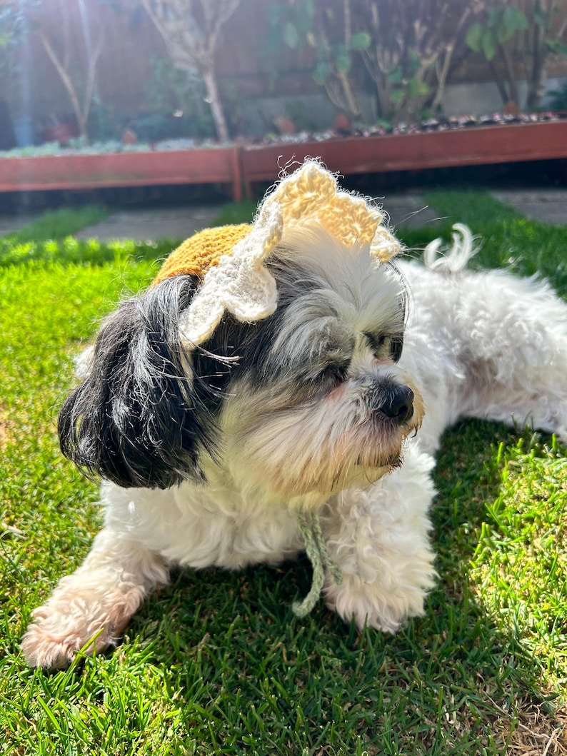 Crochet Daisy Pet Hat Pattern - Pdf Download - Etsy