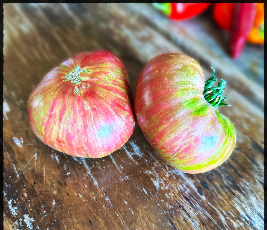 Dwarf Metallica Tomato Seeds - Etsy