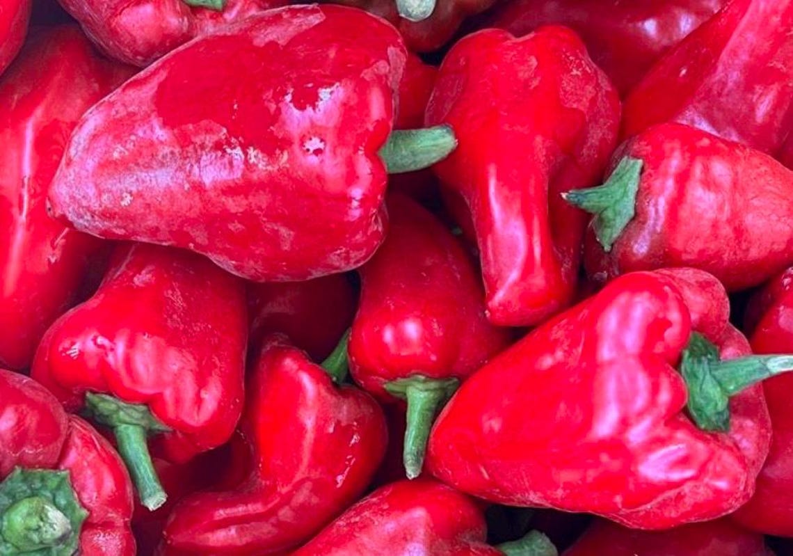 Utri Hot Hungarian Pepper Seeds - Etsy