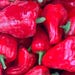 Utri Hot Hungarian Pepper Seeds - Etsy