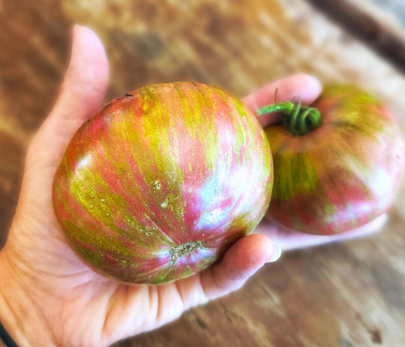 Dwarf Metallica Tomato Seeds - Etsy
