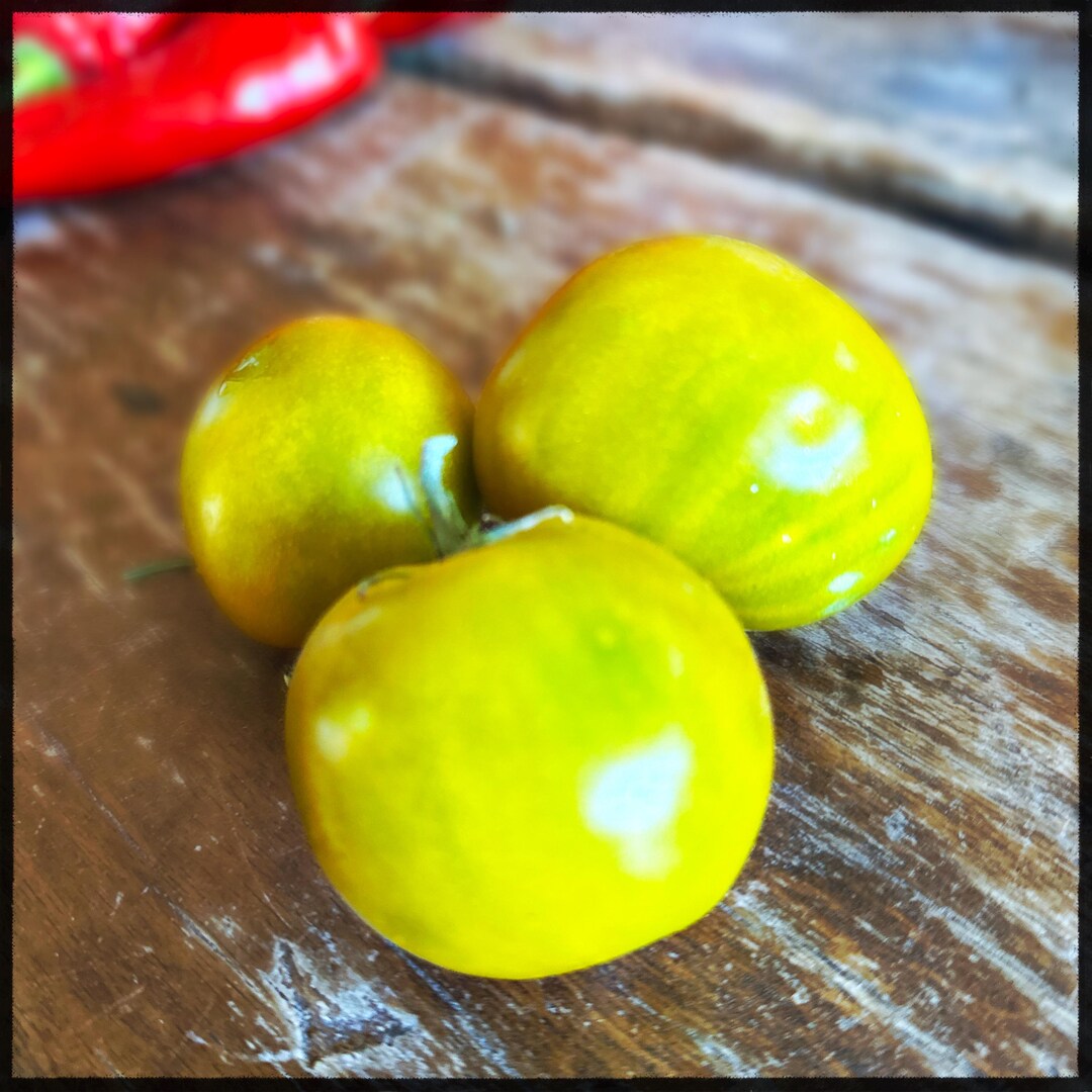 Dwarf Devil’s Garden GWR Tomato - Etsy