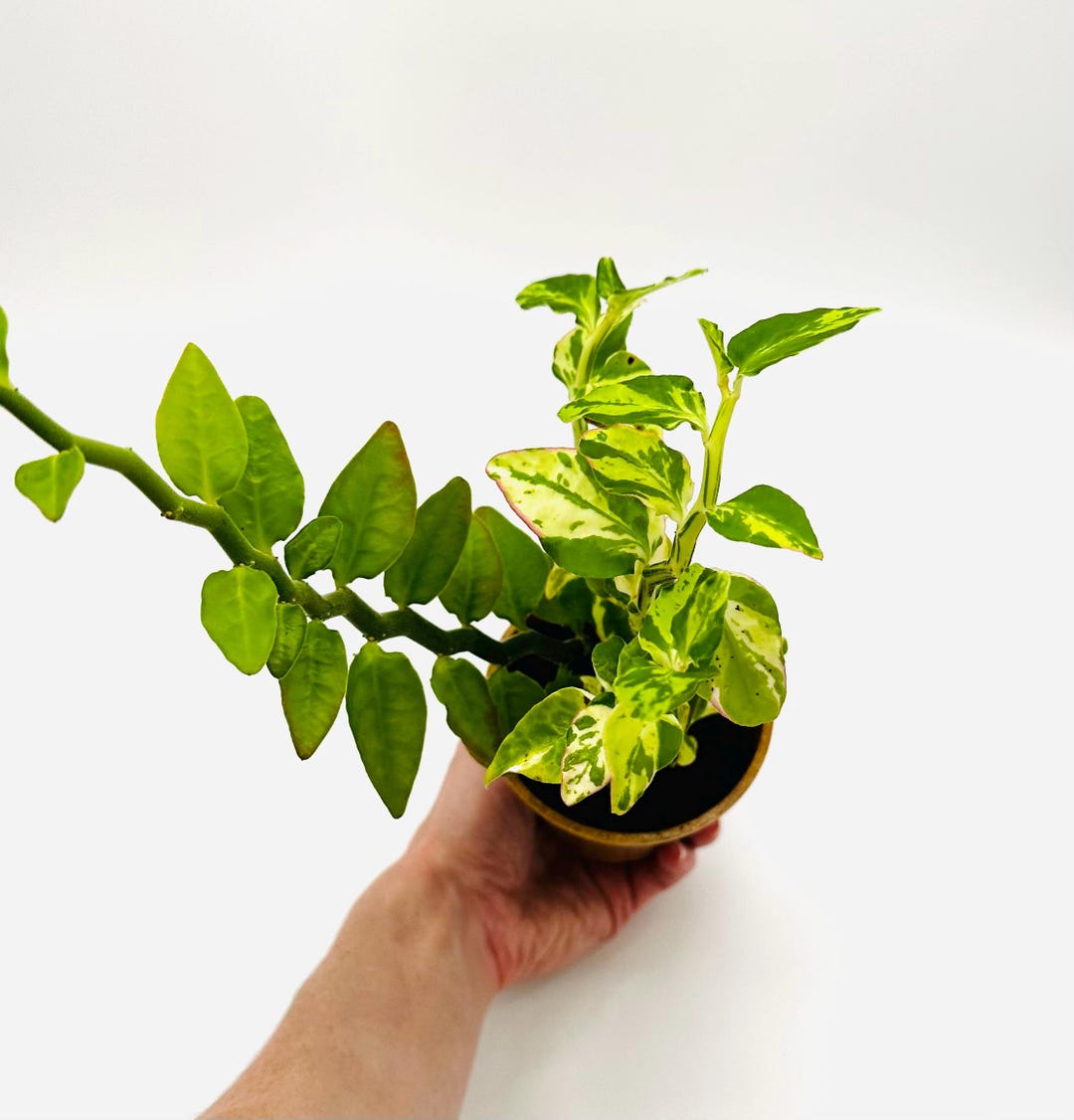 Variegated Devil’s Backbone Euphorbia, 3.5 Inch Sustainable Plant ...