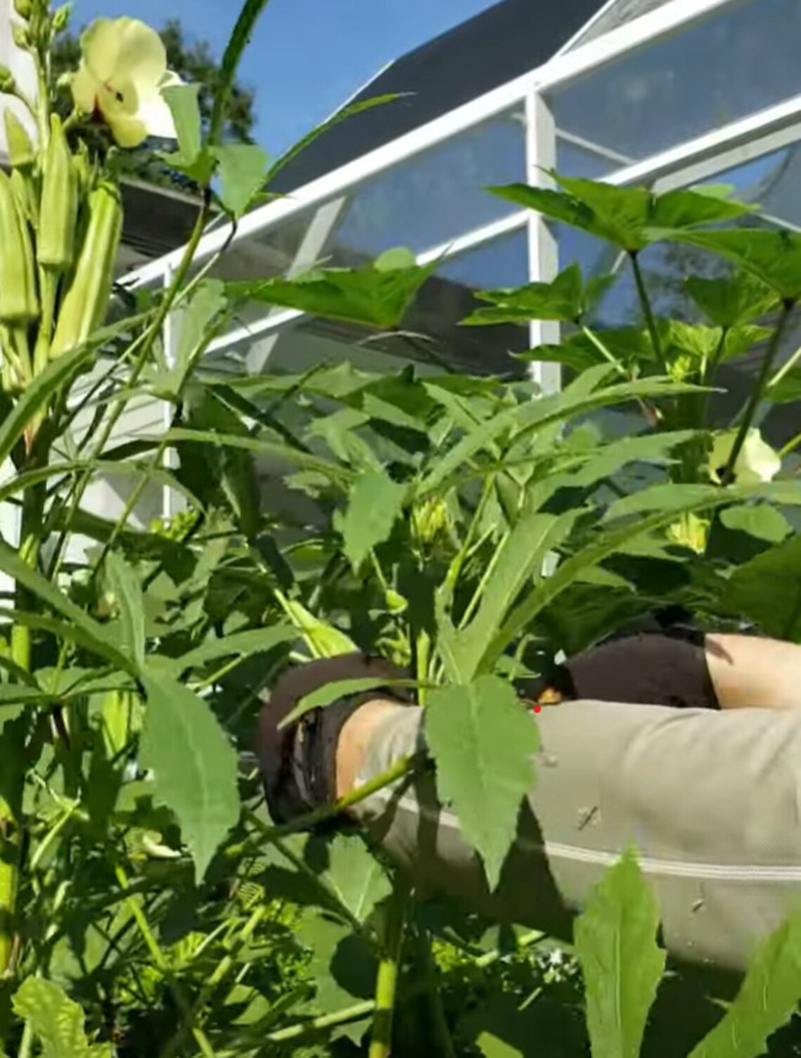 Okra Seeds - Louisiana 16 Inch Long Pod (20 Seeds) - Etsy