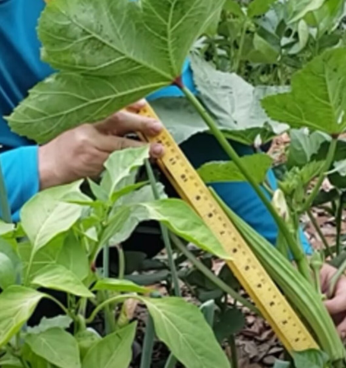Okra Seeds - Louisiana 16 Inch Long Pod (20 Seeds) - Etsy