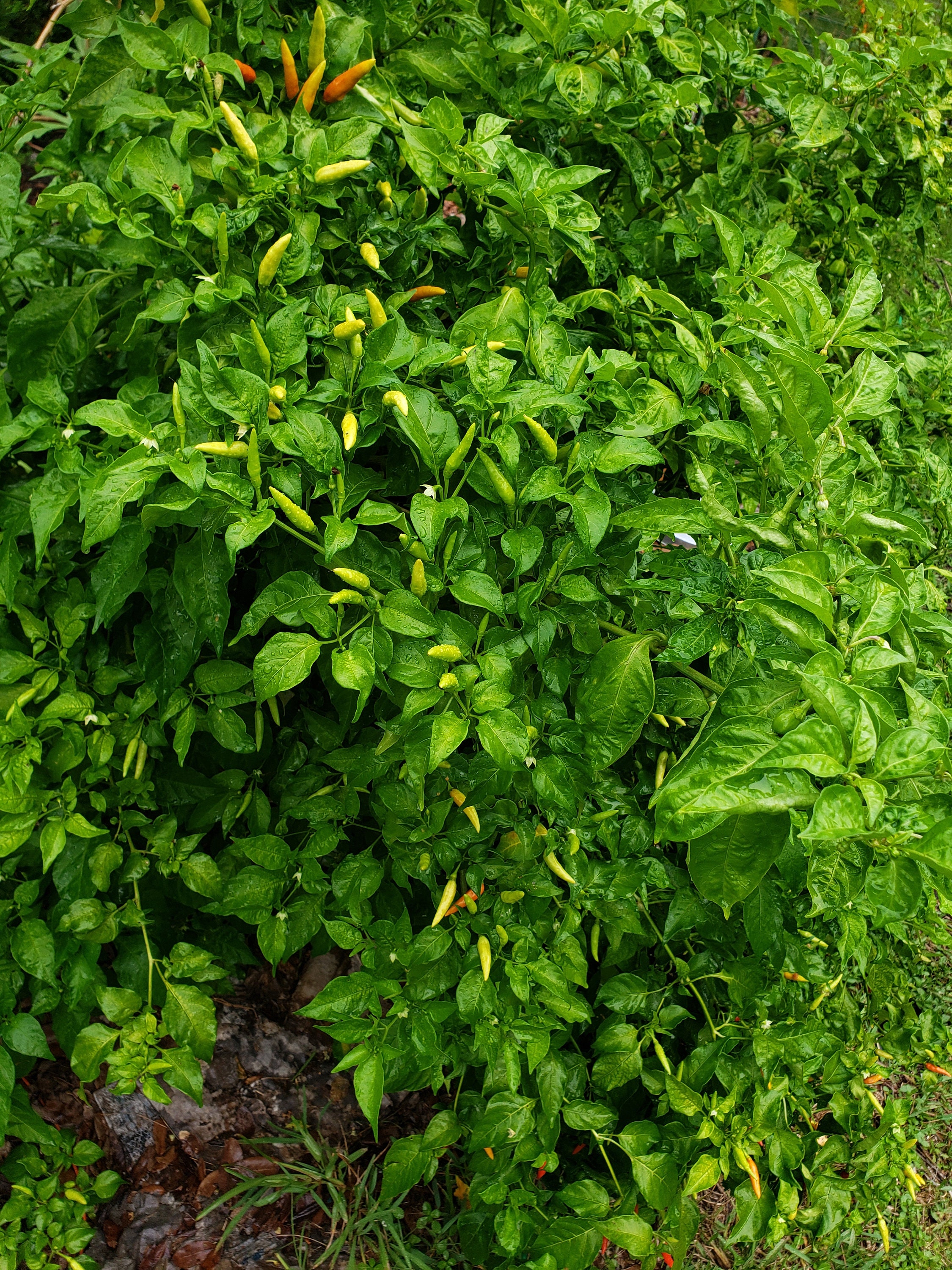 Filipino Mexican Tree Pepper - 20 Seeds - Etsy