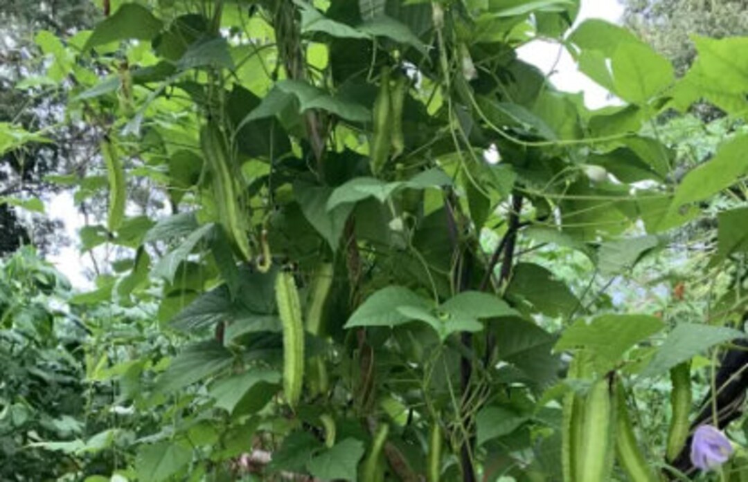 Winged Bean (day Neutral) - 20 Seeds - Etsy