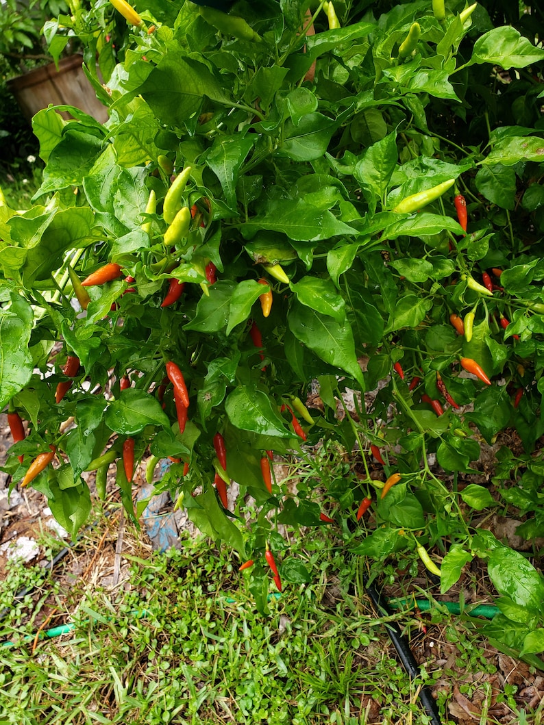 Filipino Mexican Tree Pepper - 20 Seeds - Etsy
