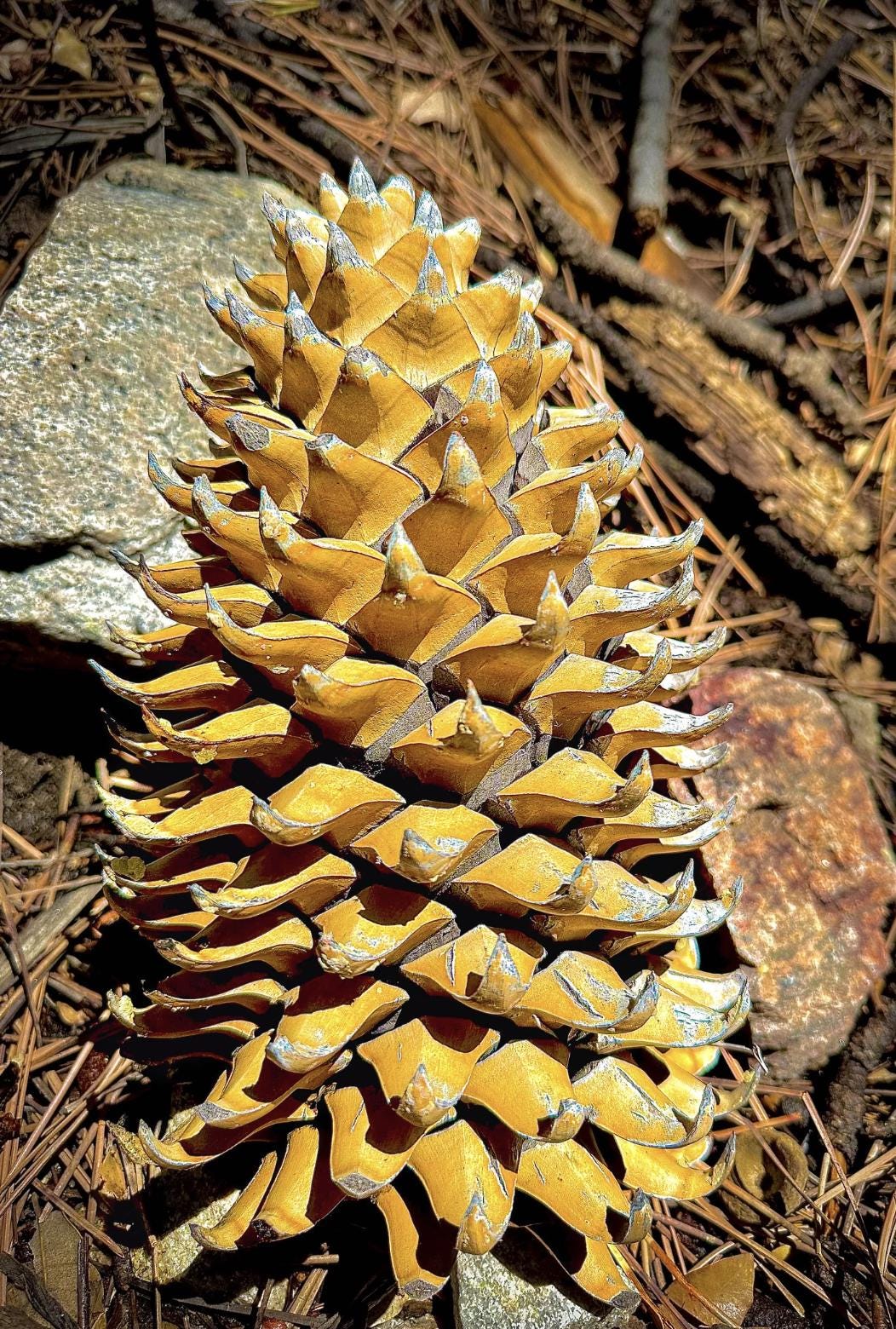 Large Coulter Pinecone Handpicked From Californias Forest - Etsy