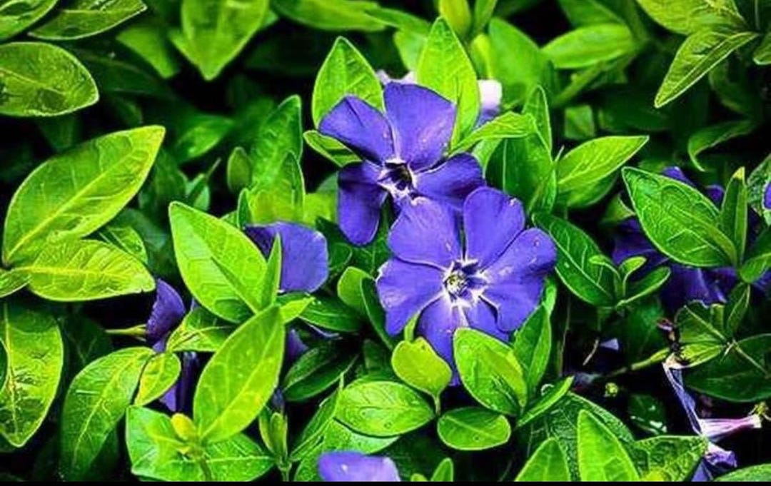 3 Plants for 9.99 Vinca Minor Periwinkle Awesome for Container ...
