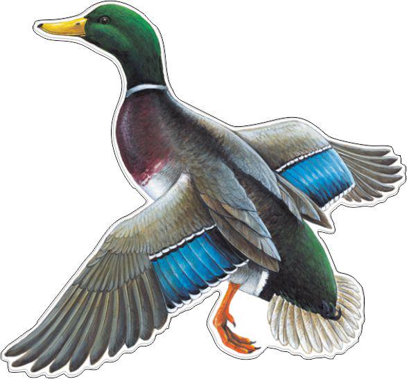 Flying Mallard Duck, Vinyl Decal Sticker - Etsy