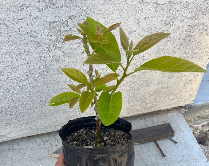 GRAFTED Avocado Trees. Many Varieties Available - Etsy