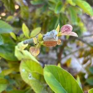 Avocado Scions/cuttings (budwood) for Grafting - Etsy