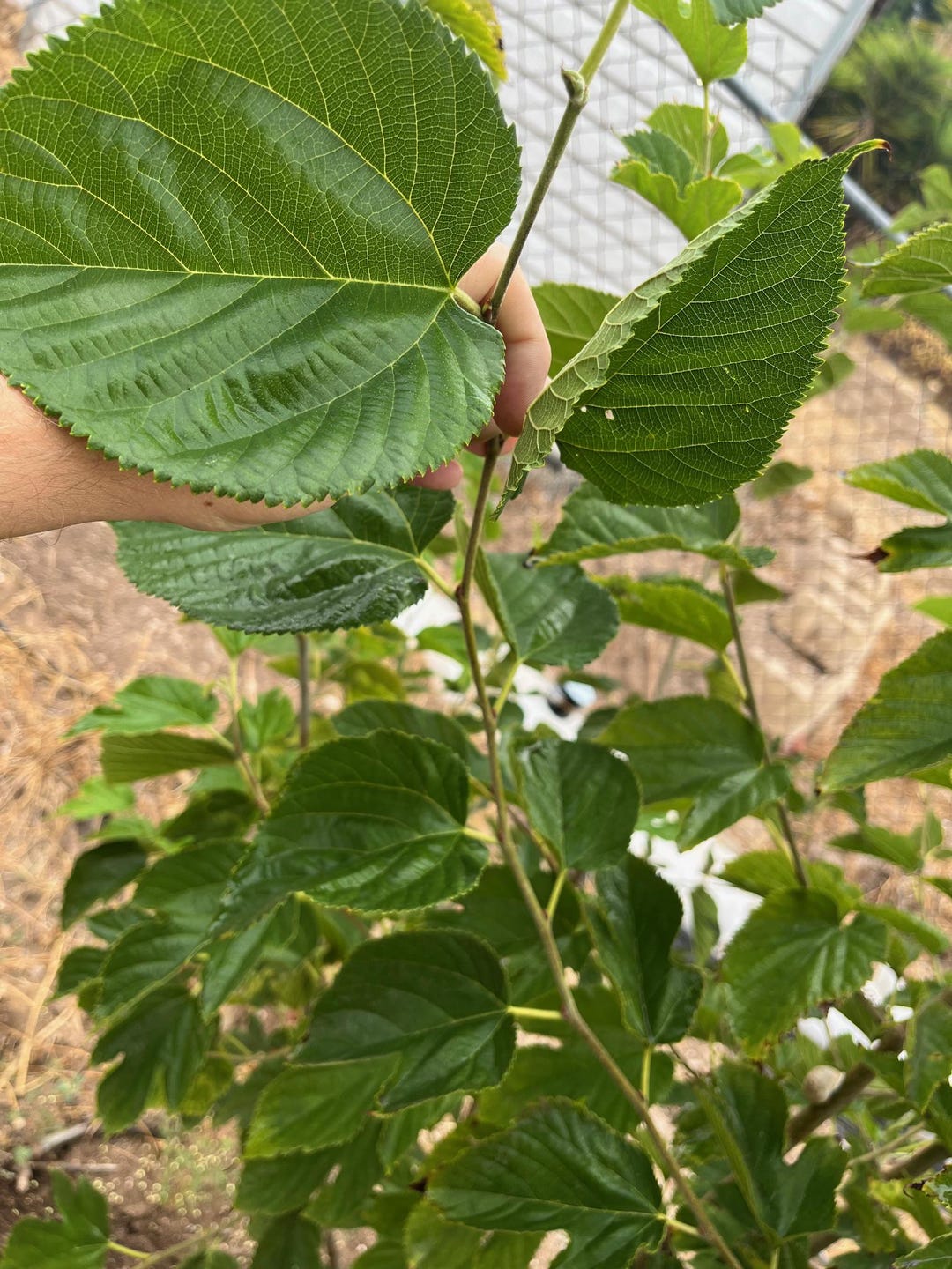 PAKISTAN MULBERRY (morus Macroura) Cutting for Grafting or Rooting 6 ...