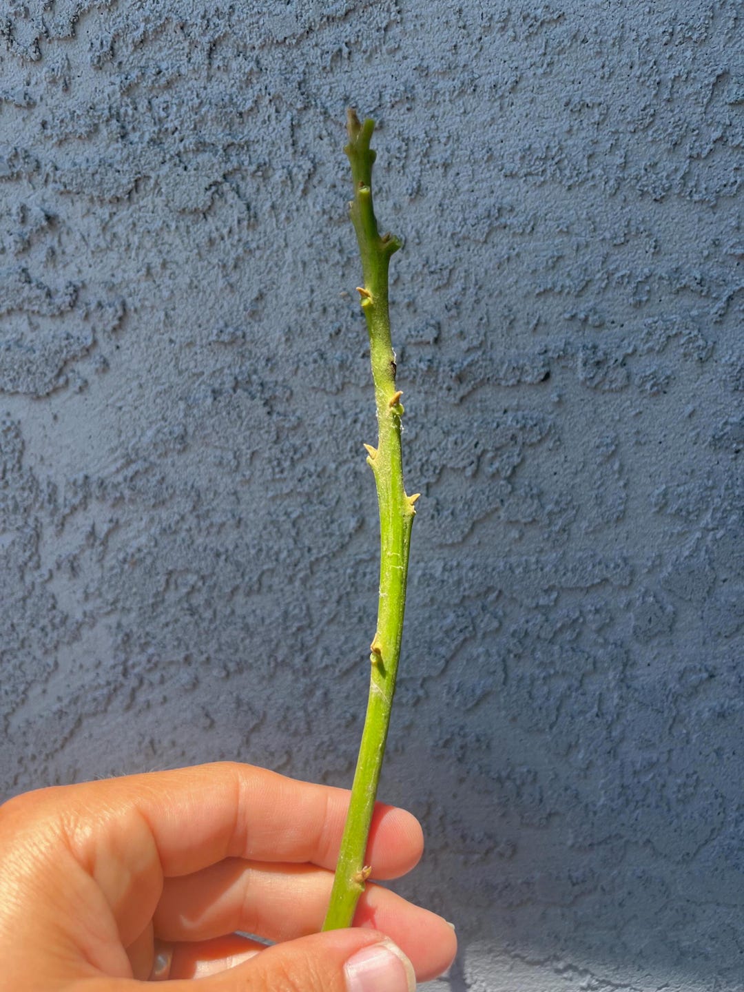 Avocado Scions/cuttings (budwood) for Grafting - Etsy