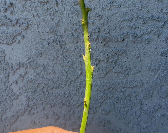 Avocado Tree Cuttings 5 Scions Fresh Cut and Organic 15” Long Message ...