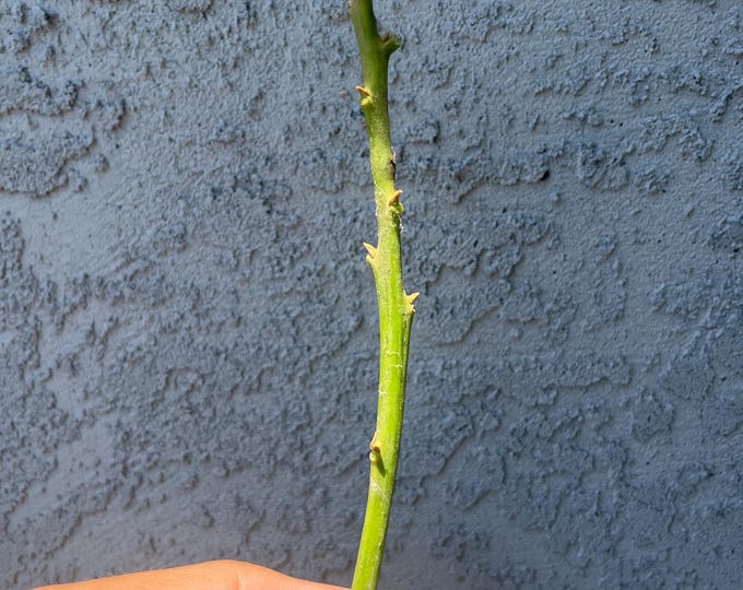 Avocado Tree Cuttings 5 Scions Fresh Cut and Organic 15” Long Message ...