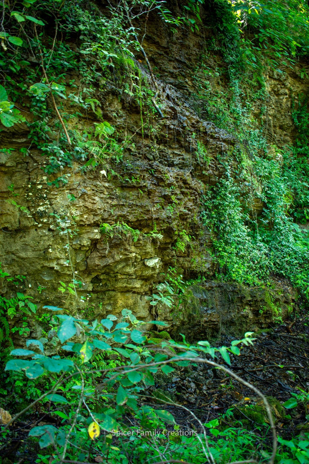 Rock Island State Park Stone Wall Trail August 2024 D7200 Wood Framed ...