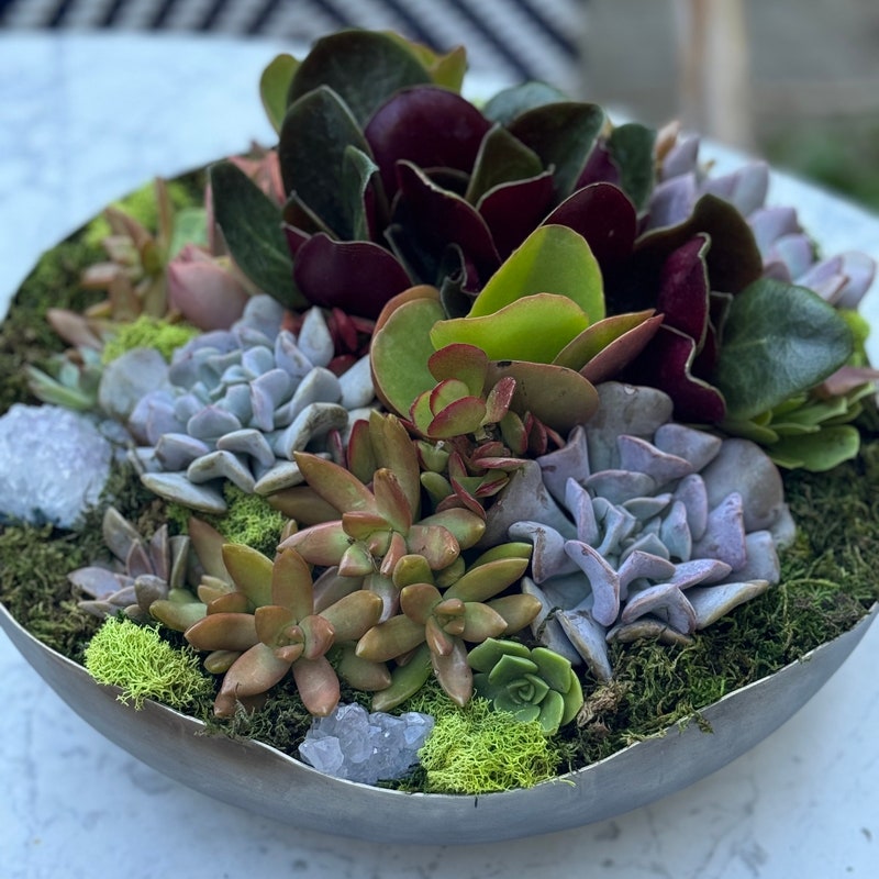 Succulent Container - Etsy