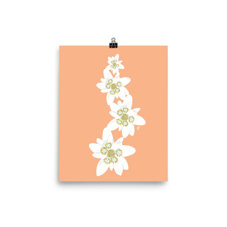 Edelweiss Flower Stack Art Print - Etsy