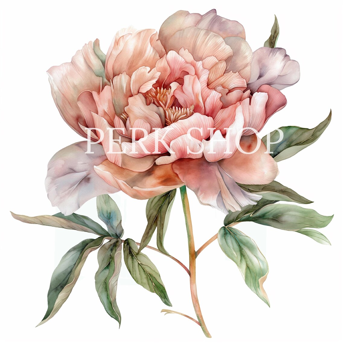 10 Watercolor Peonies Clipart, Garden Flowers Clipart, High Quality ...