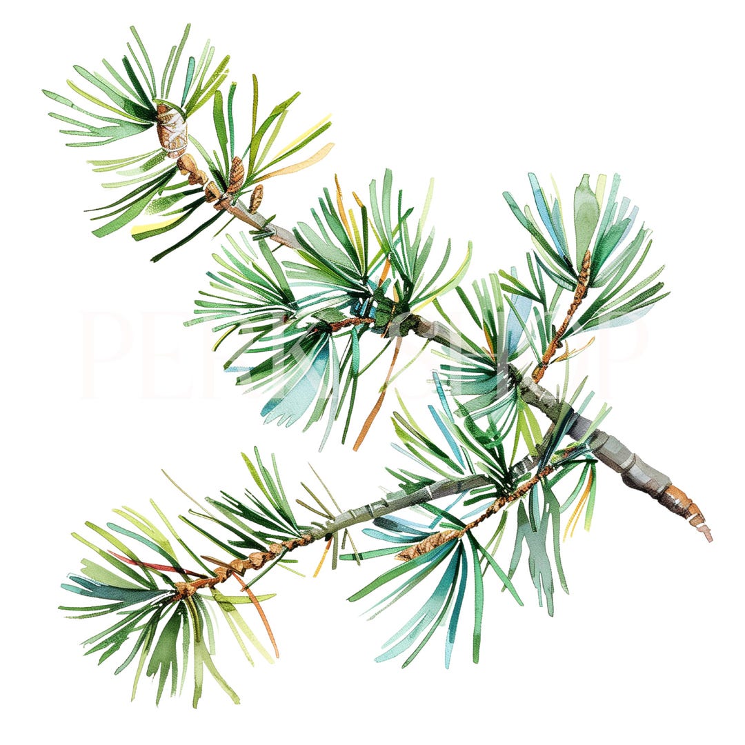 14 PNG Decorative Fir Tree Watercolor Branch Elements for Crafts ...