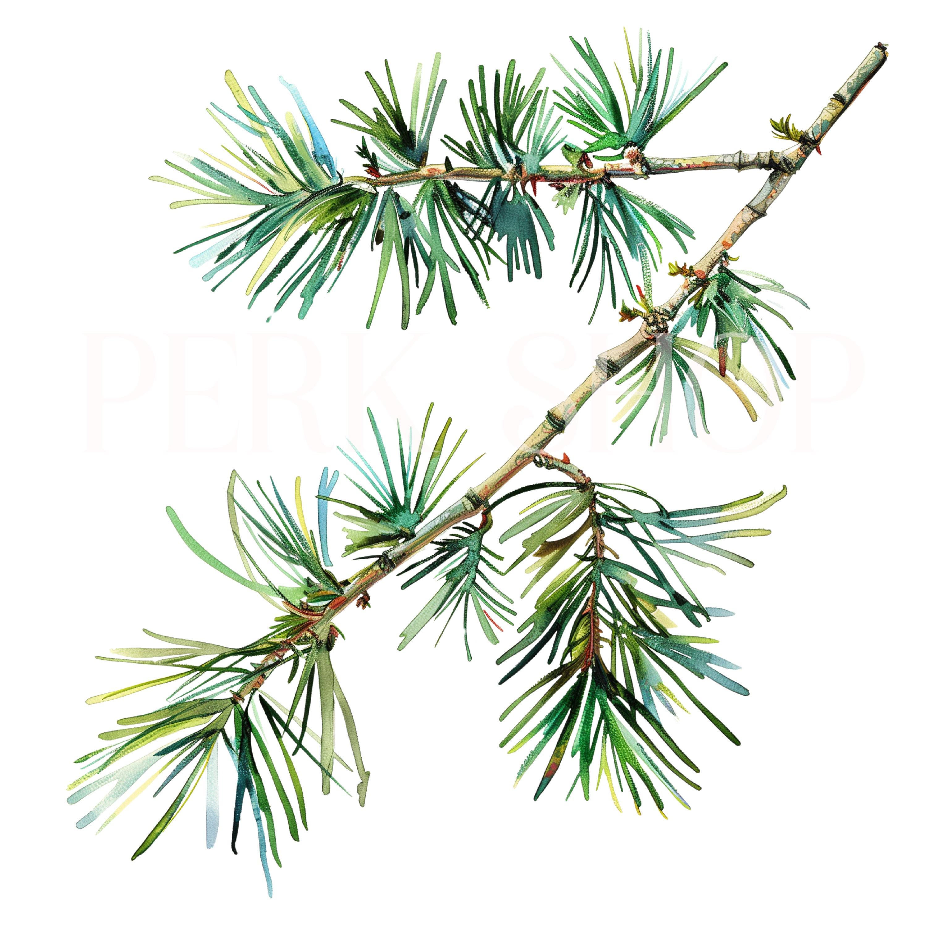 14 PNG Decorative Fir Tree Watercolor Branch Elements for Crafts ...