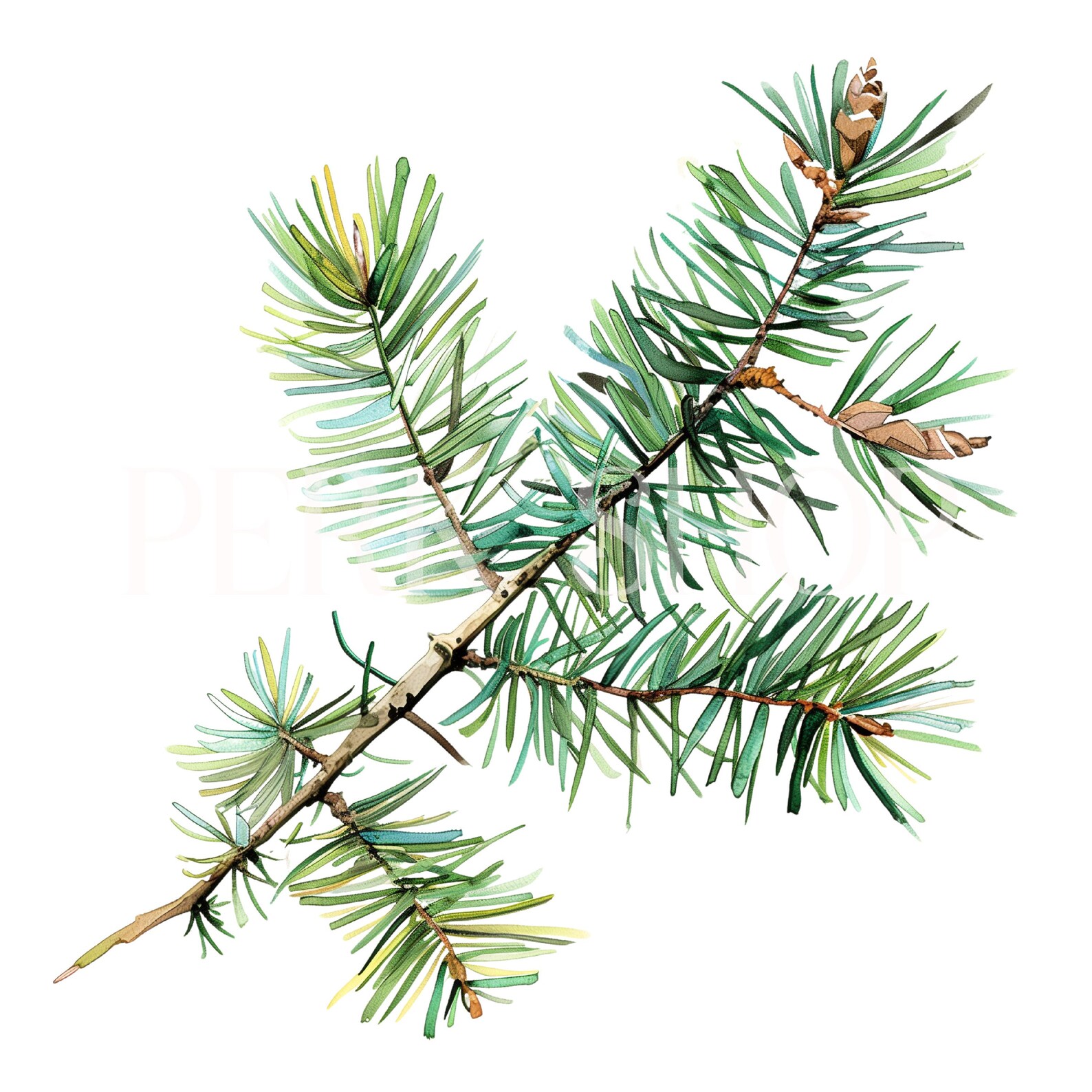 14 PNG Decorative Fir Tree Watercolor Branch Elements for Crafts ...