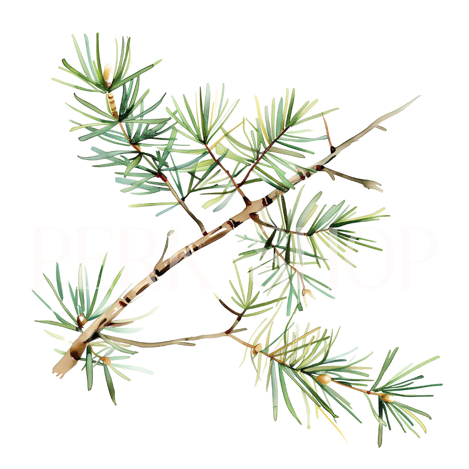 14 PNG Decorative Fir Tree Watercolor Branch Elements for Crafts ...