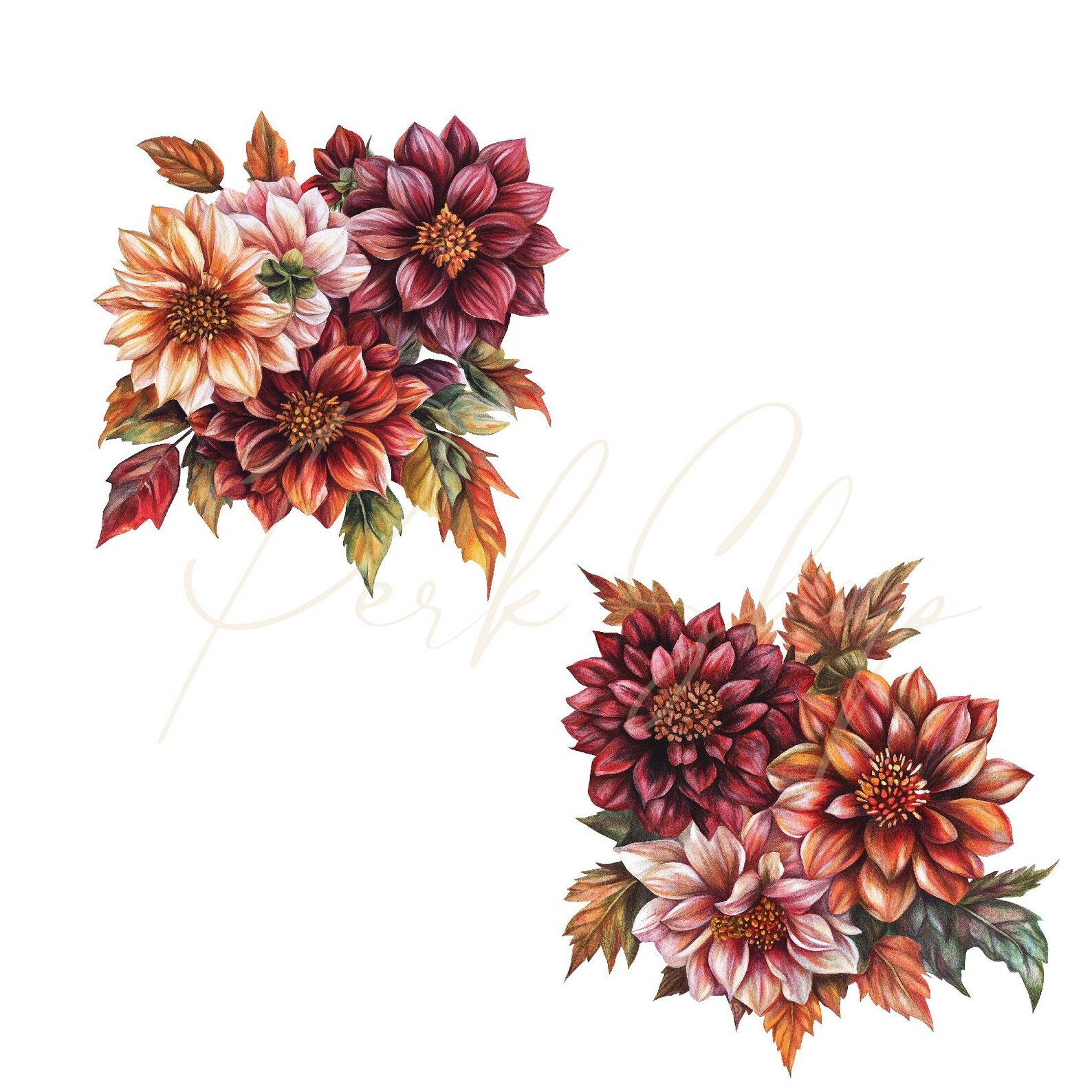 Autumn Dahlias Watercolor Clipart: PNG Transparent Files (digital ...